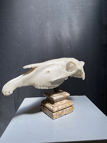 Marble animal skull sculpture, 1800 | intOndo