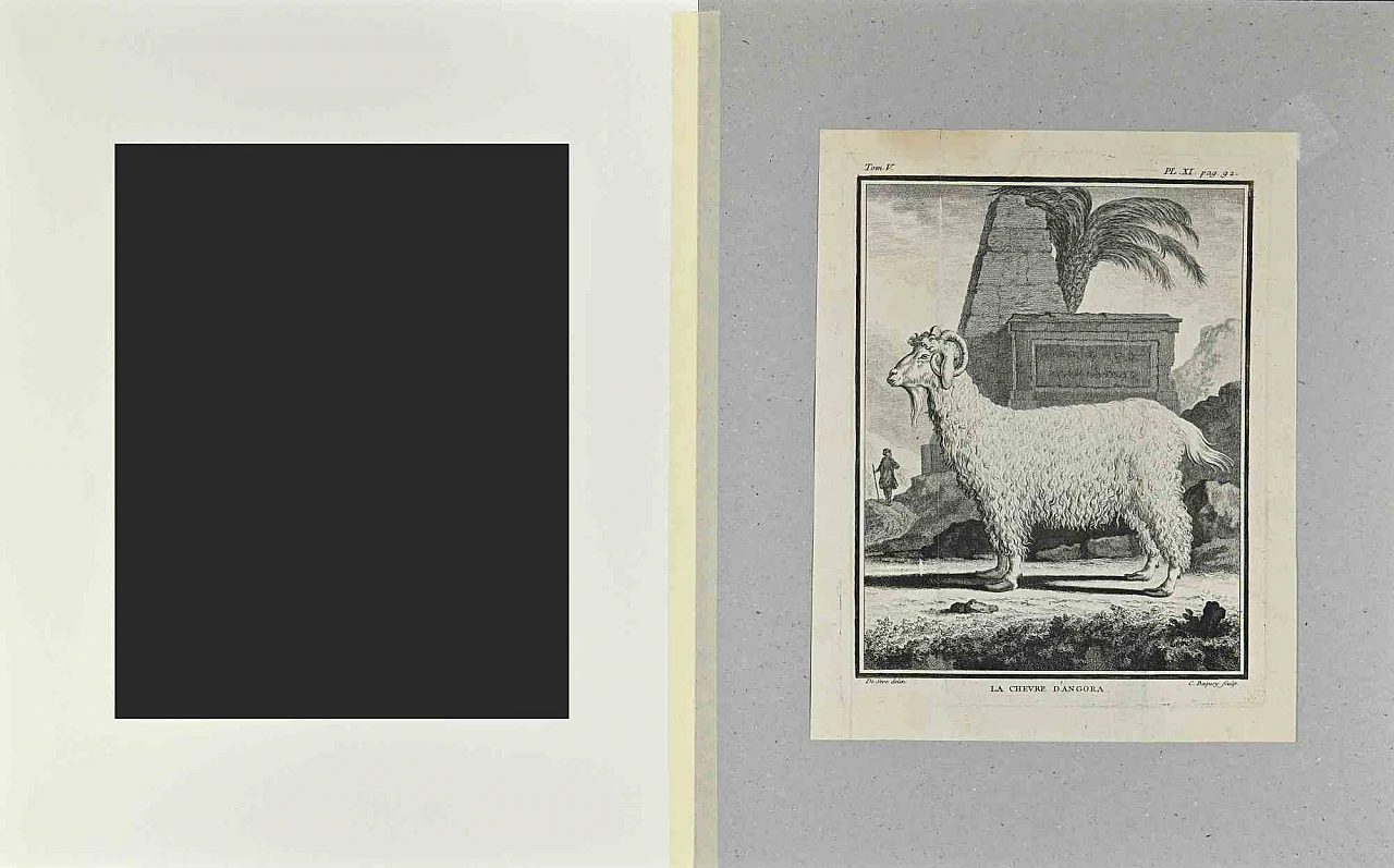 Buvée l'Américain, La Chevre Dangora, Etching 18th century | intOndo