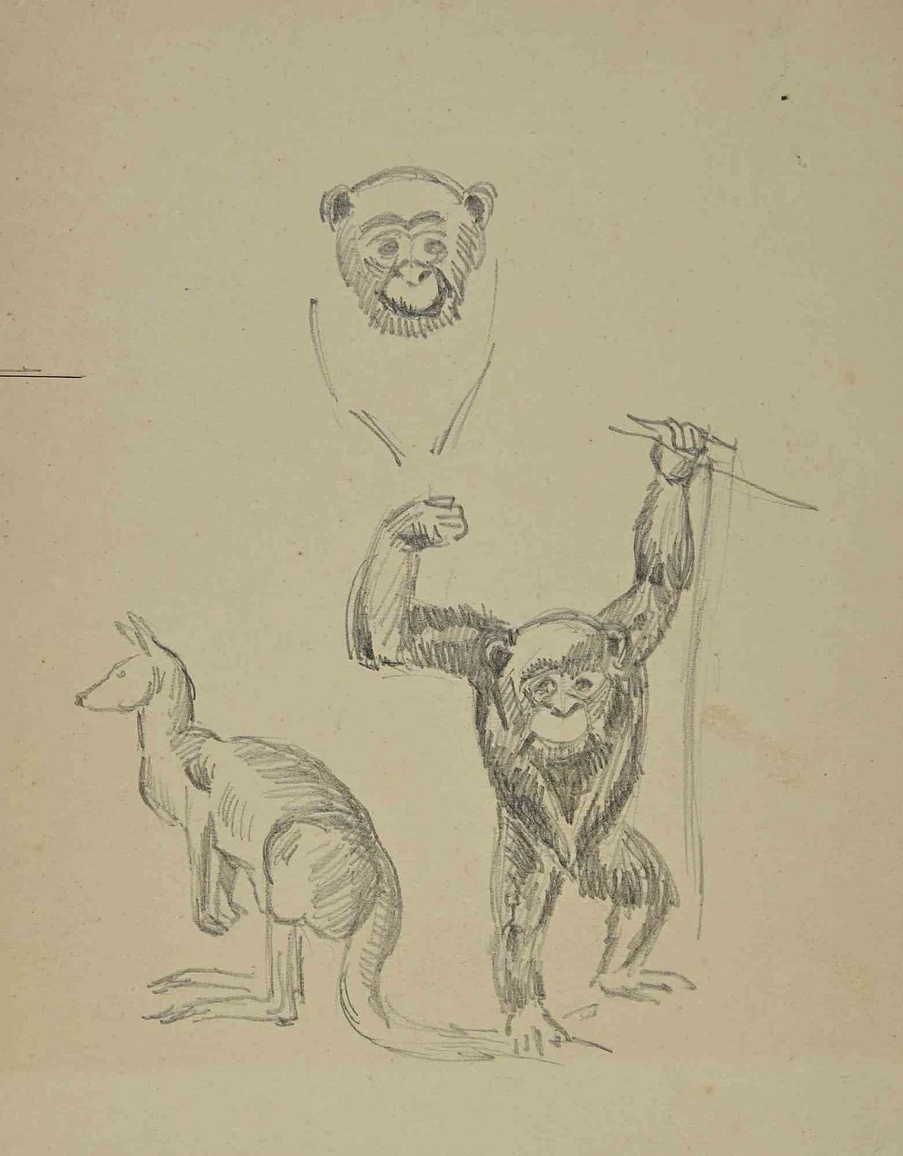 Joseph Alexandre Colin, Monkeys, Drawing 2000s | intOndo